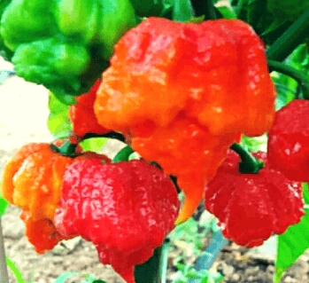 Carolina Reaper hot sauce recipe how to make easy recipe