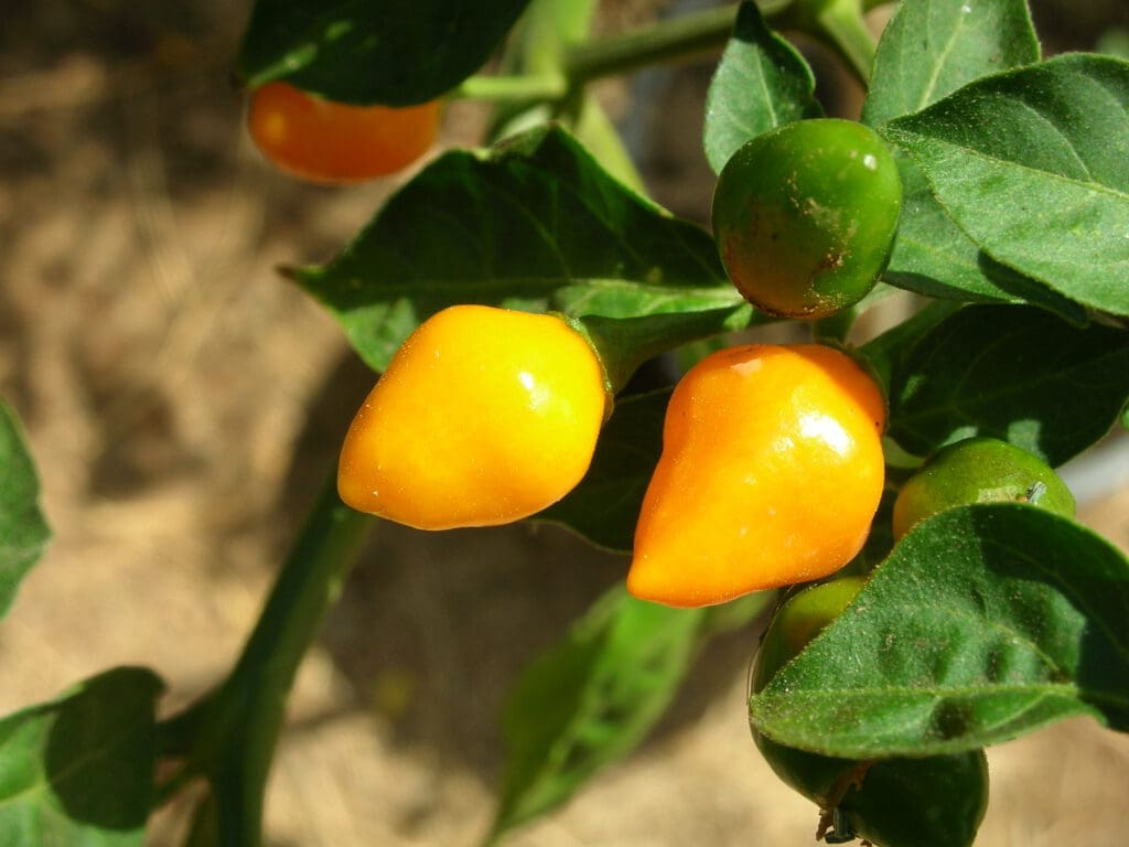 Cumari do para yellow isolated pepper | Pepper johnny's